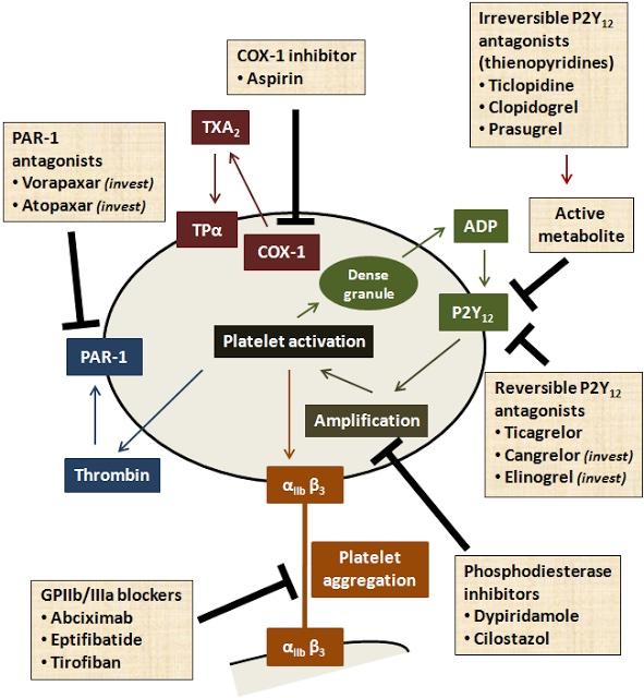 Platelet Diagram