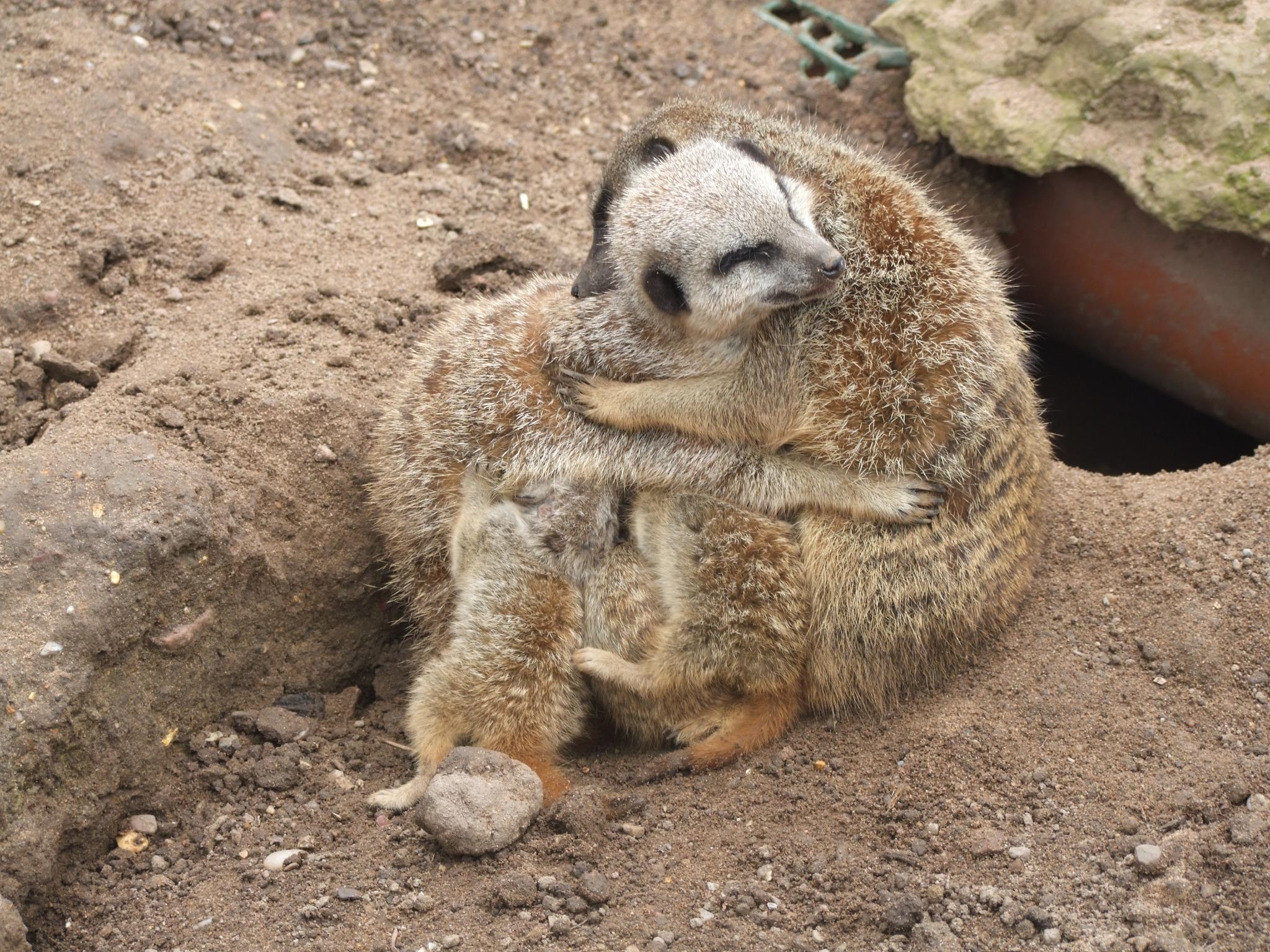 Meerkats Hugging