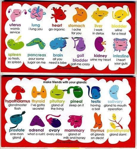 10body Systems And Functions