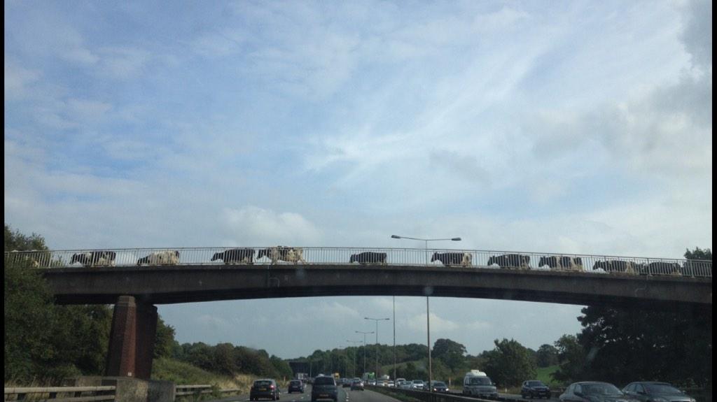 Ruby Sharma (@rubes) | Twitter