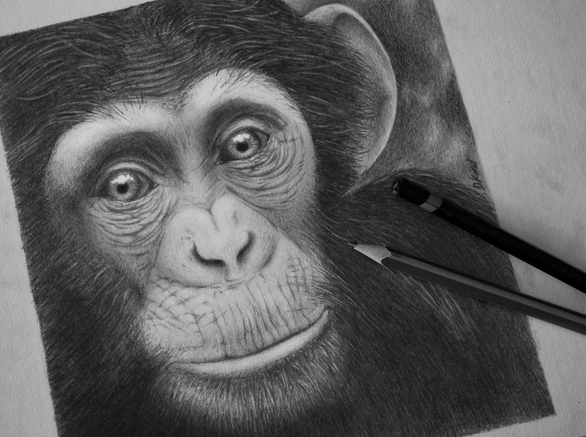 Monkey Pencil Drawing
