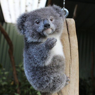 Archer: This chubby little koala joey is called Archer, and we love him