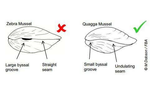 Zebra Mussel Diagram
