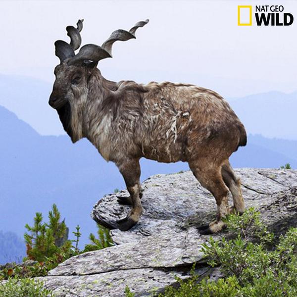 FactFotoFriday The largest goat is the Markhor weighing up to 250 lbs ...