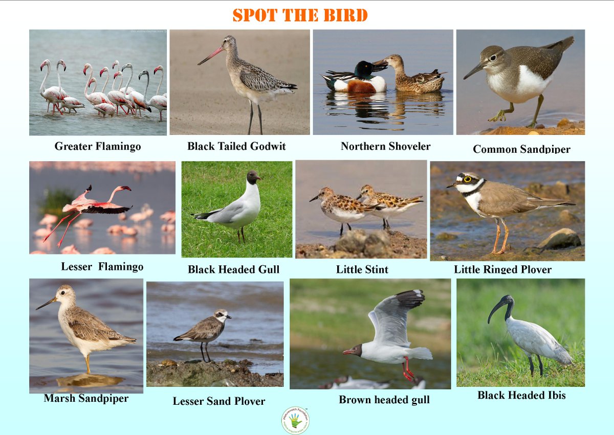 Indian Birds With Name