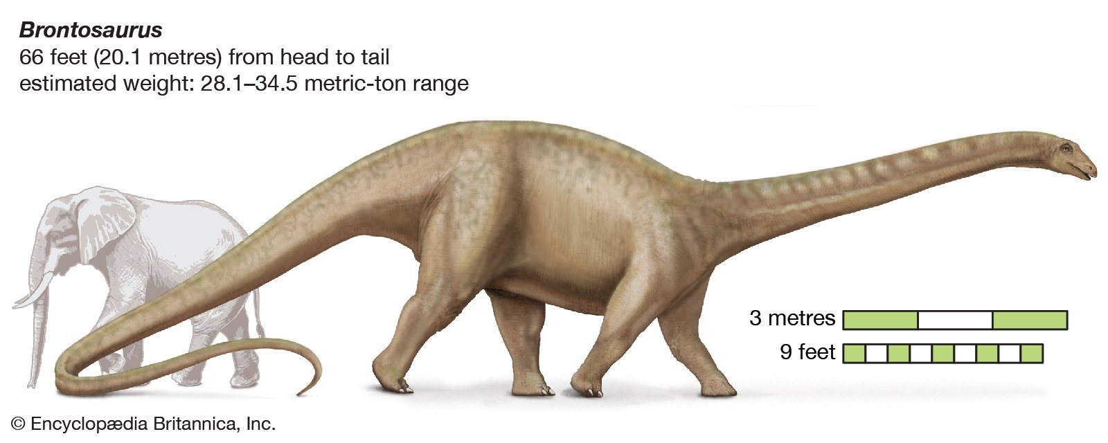 Dinosaur Size Comparison Elephant