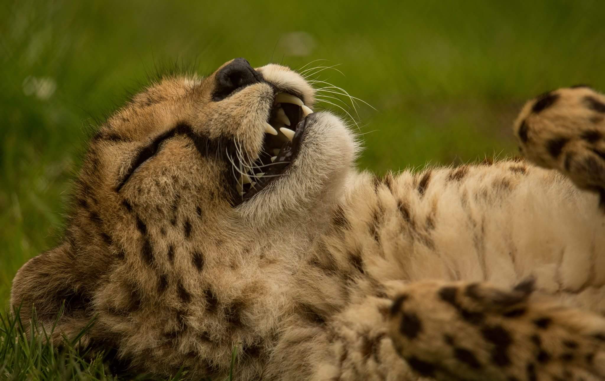 Happy Cheetah