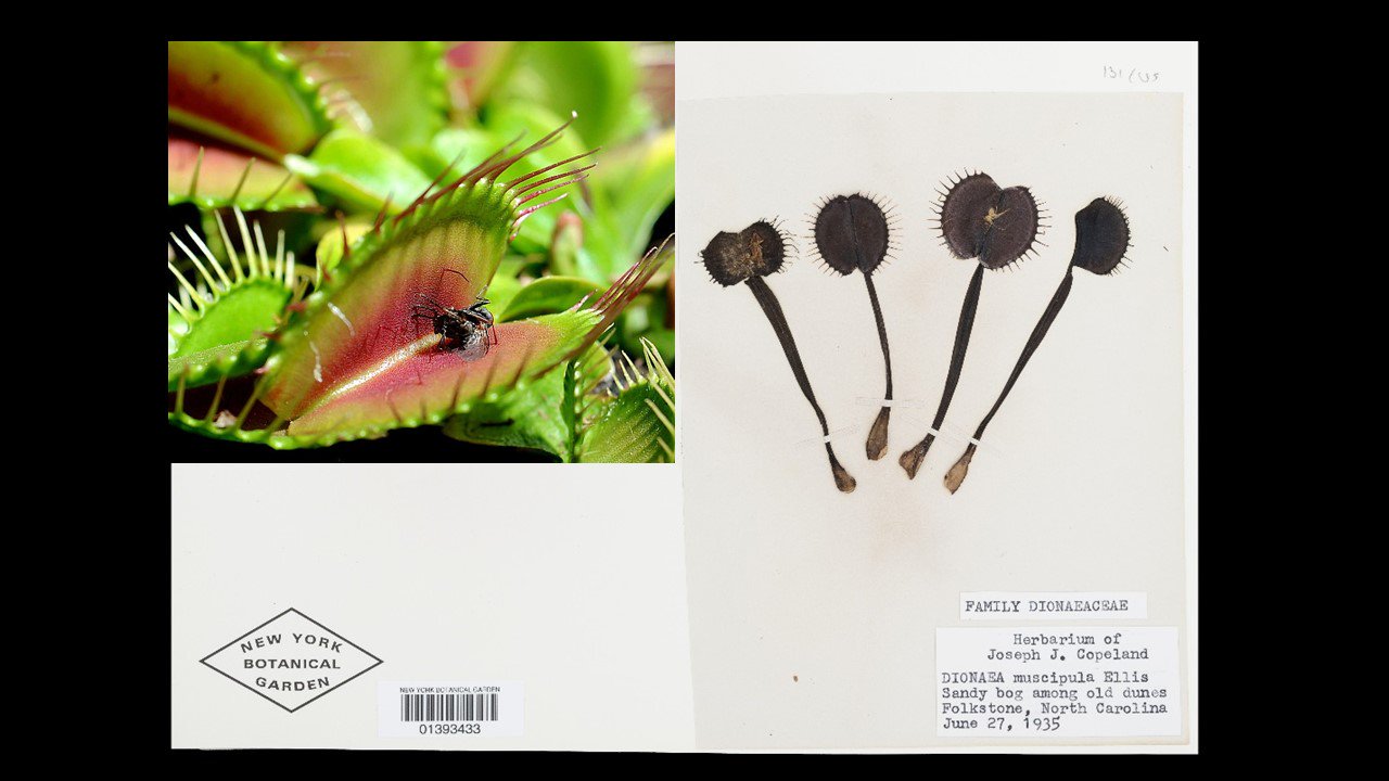 Venus Flytrap Life Cycle Diagram