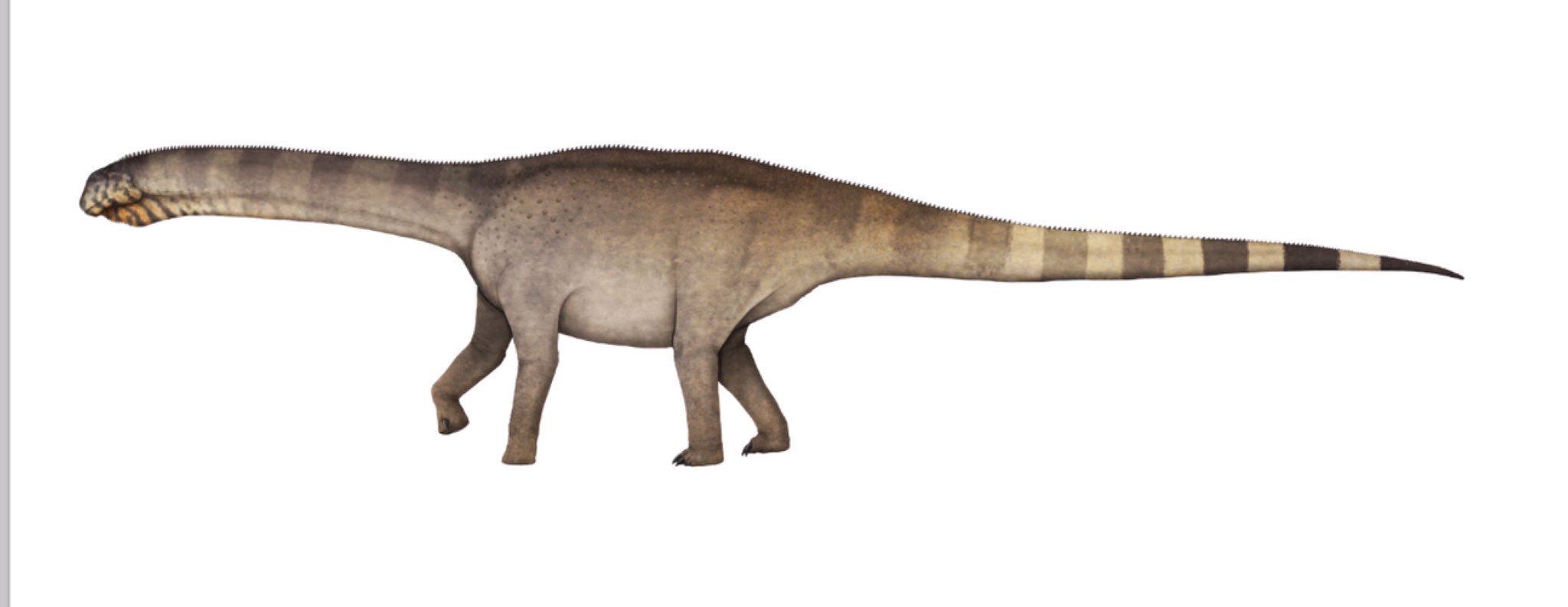 Cetiosaurus