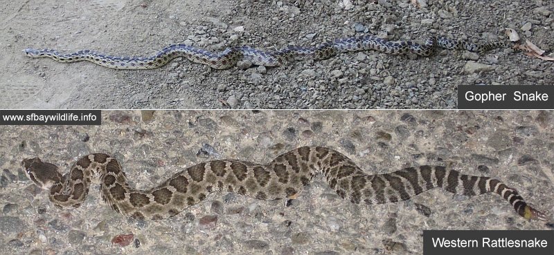 Gopher Snake Vs Rattlesnake
