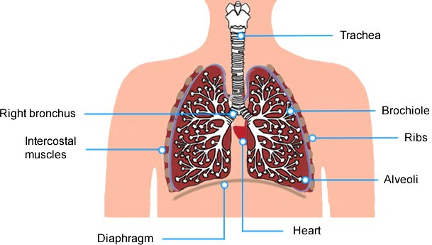 Alveoli Diagram Gcse