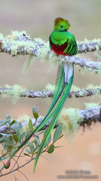 Las 4 aves de las que se extrajeron las plumas para crear el penacho de ...