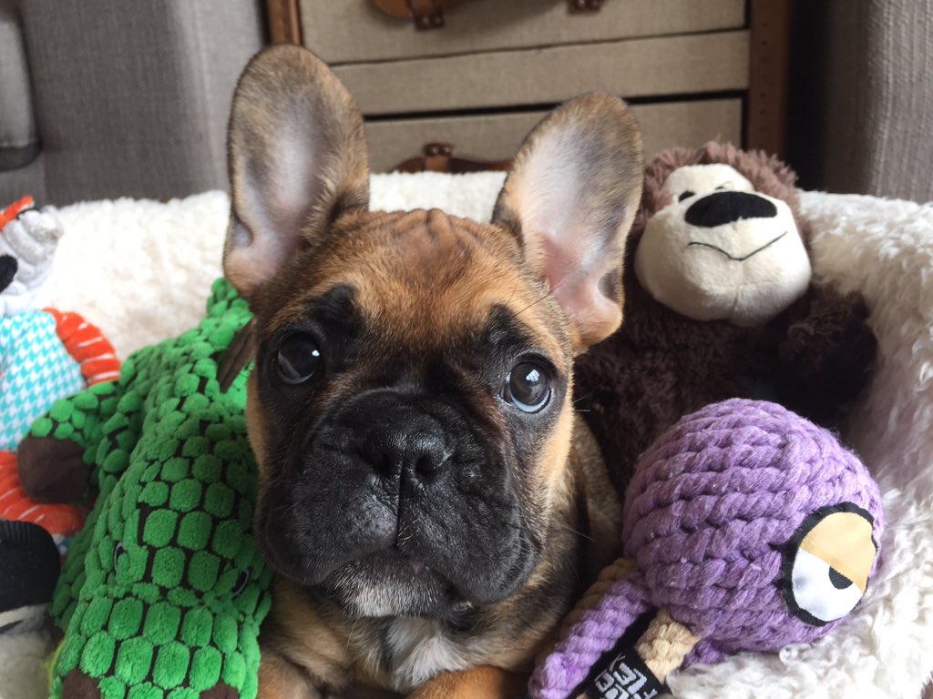 PetChatz | Be There From Anywhere | Premium Pet Camera - PetChatz®