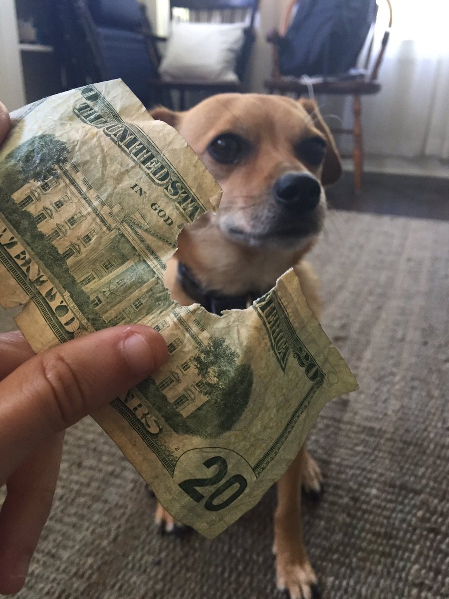 my dog is *literally* eating into my paycheck | Mina Kimes | Scoopnest