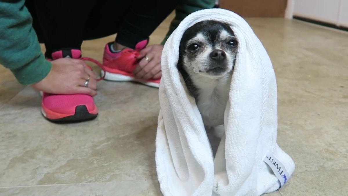 This is cermet, paesh, and morple. they are absolute h*ckin superstars ...