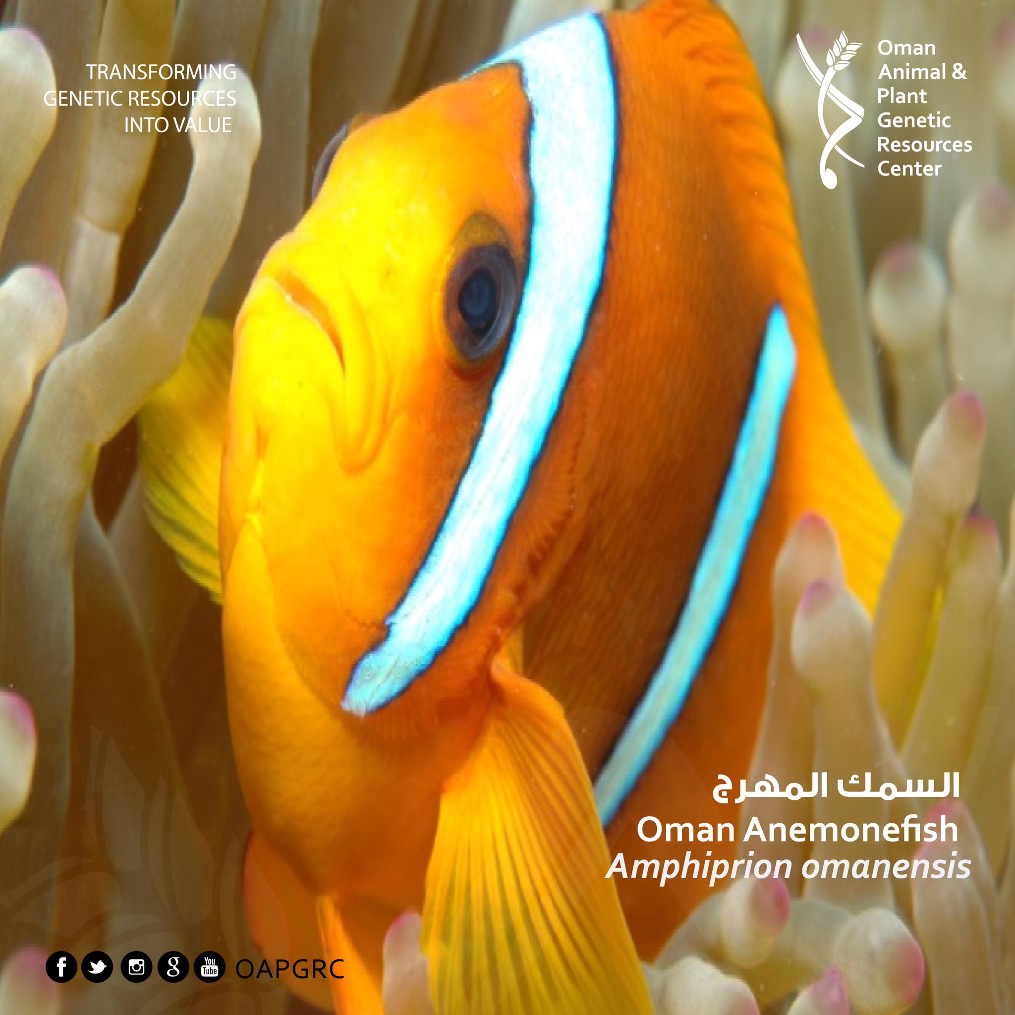 Amphiprion Omanensis