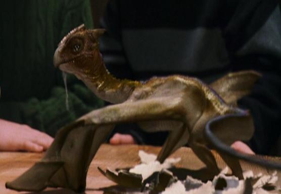 Dragon Harry Potter Norbert