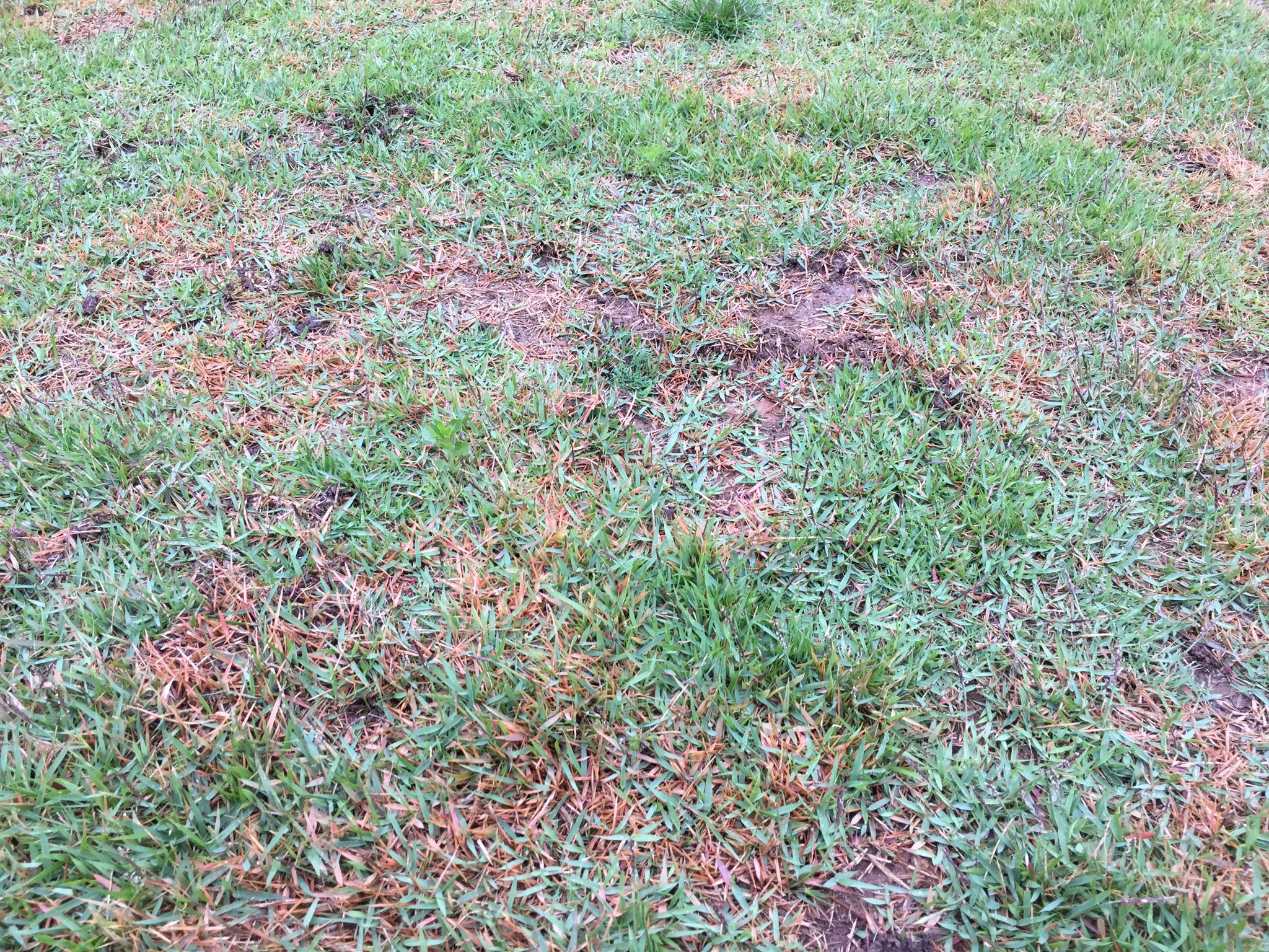 Mole Cricket Damage