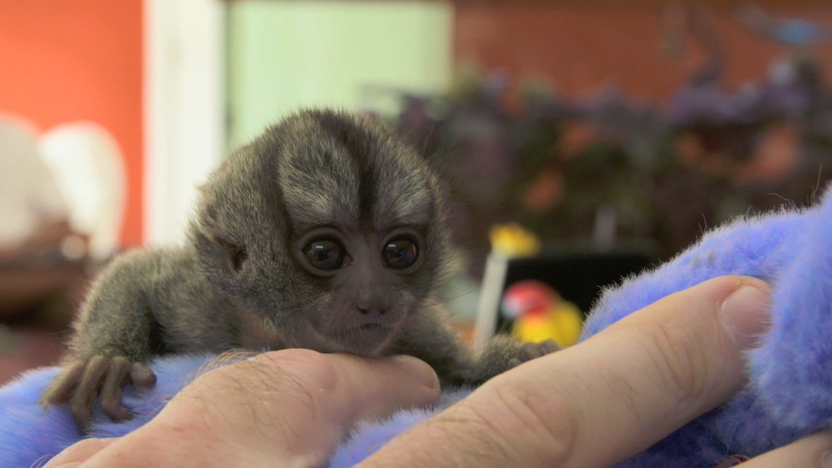Abu, the baby owl monkey, has fur wrapped around his thumbs, cutting ...