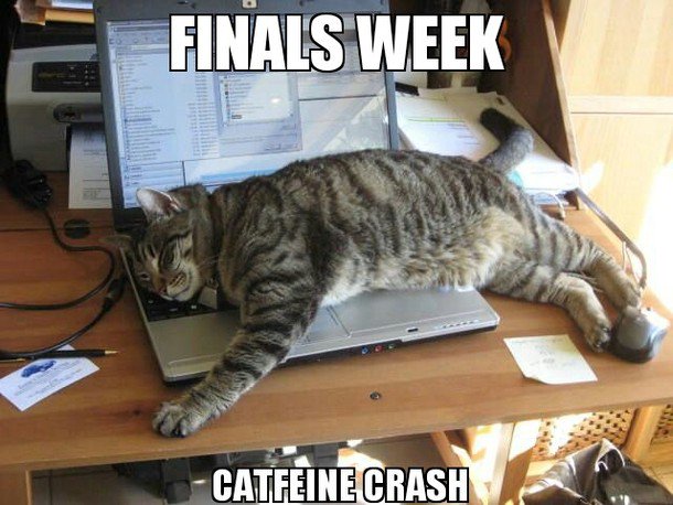 Finals Week Cat Meme