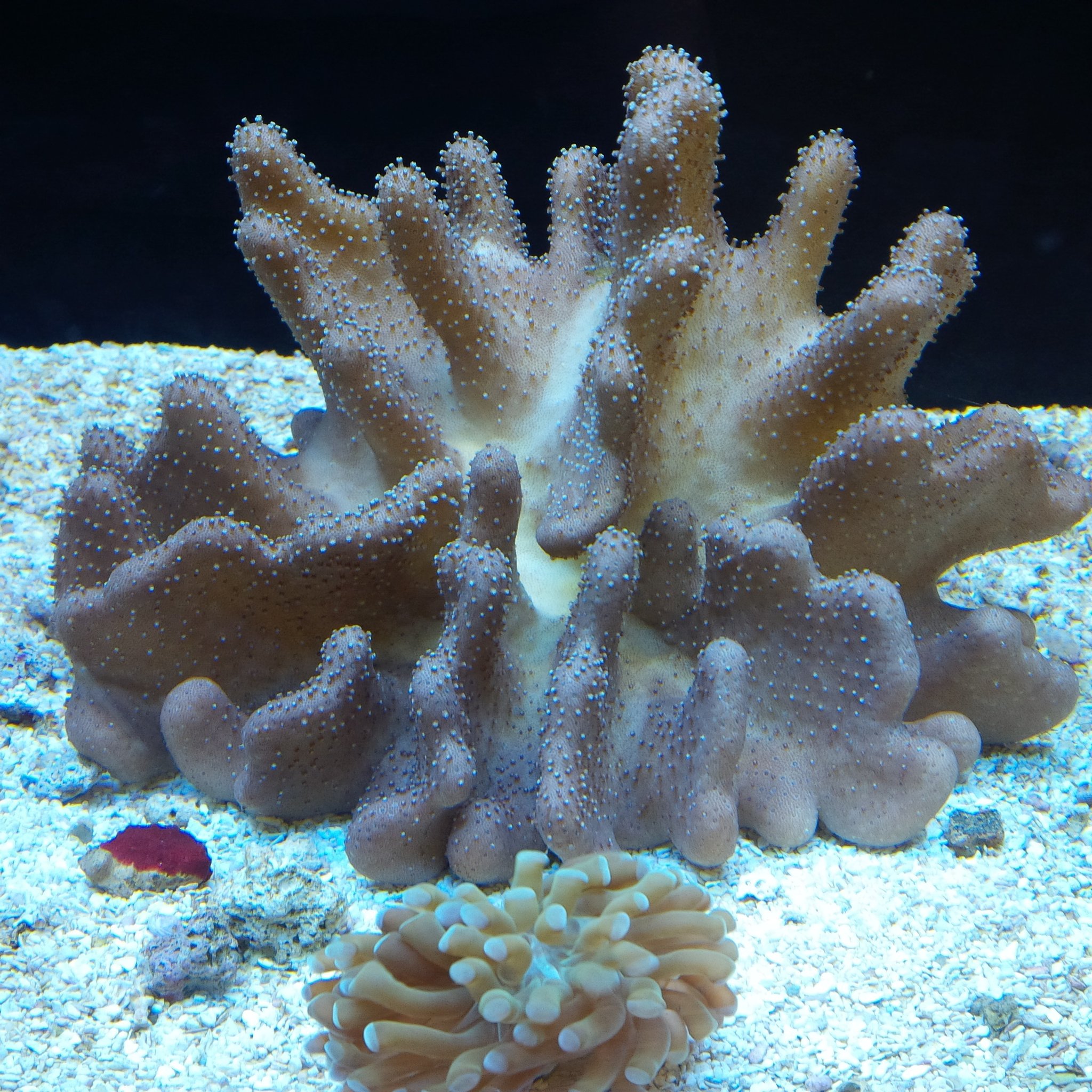 Devils Finger Coral