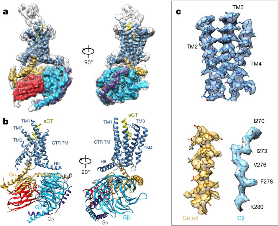 The structure of the calcitonin receptor in complex with peptide ligand ...