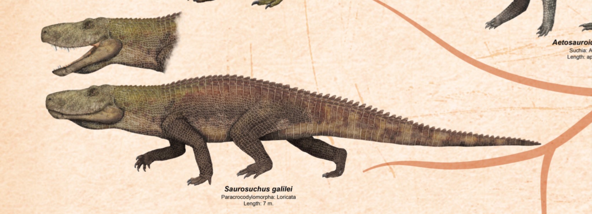 Saurosuchus