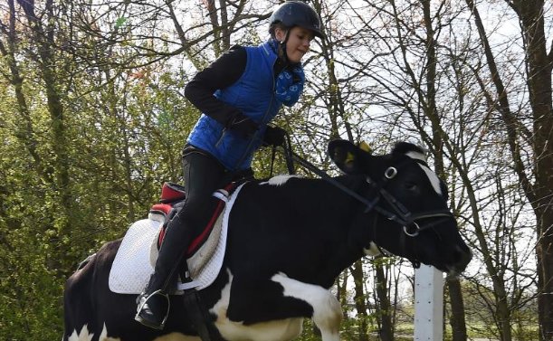 Meet the incredible show jumping cow 🐮 - scoopnest.com