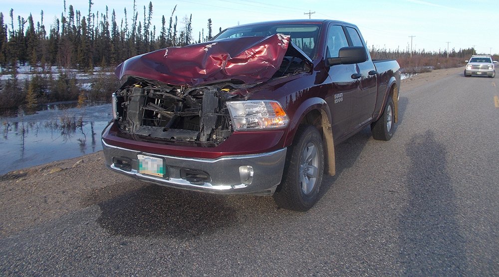 Moose Truck Accident