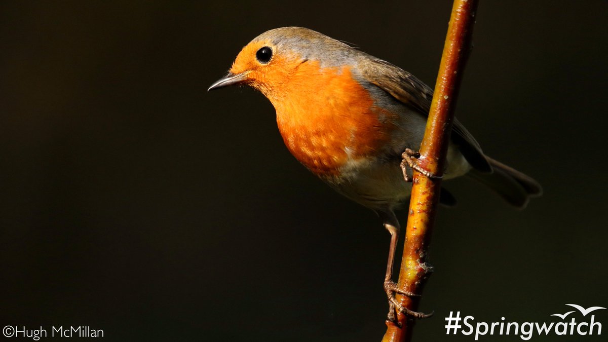 Gorgeous vibrant red breast on this Robin ? | BBC Springwatch | Scoopnest
