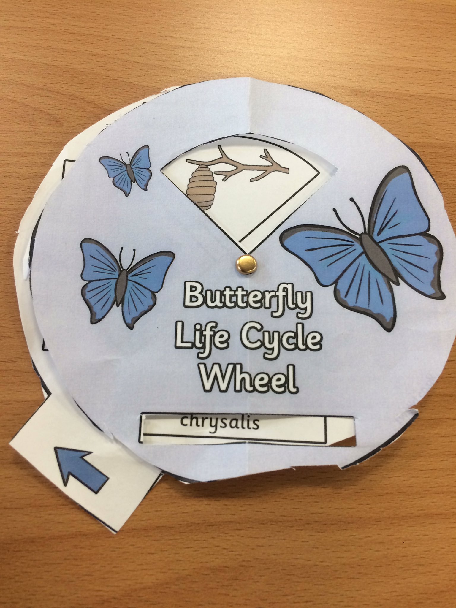 Butterfly Life Cycle Wheel