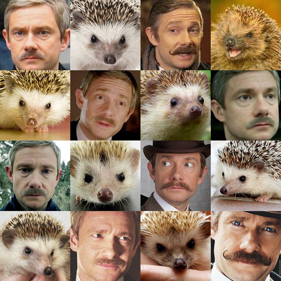Every hedgehog moustache themselves whether they look like John Watson ...