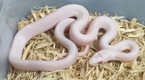 Blizzard Corn Snake