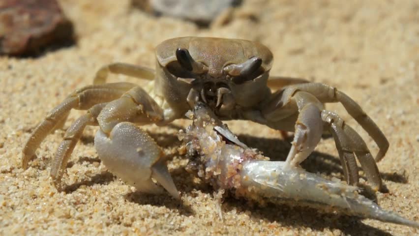 Ghost Crab Eating