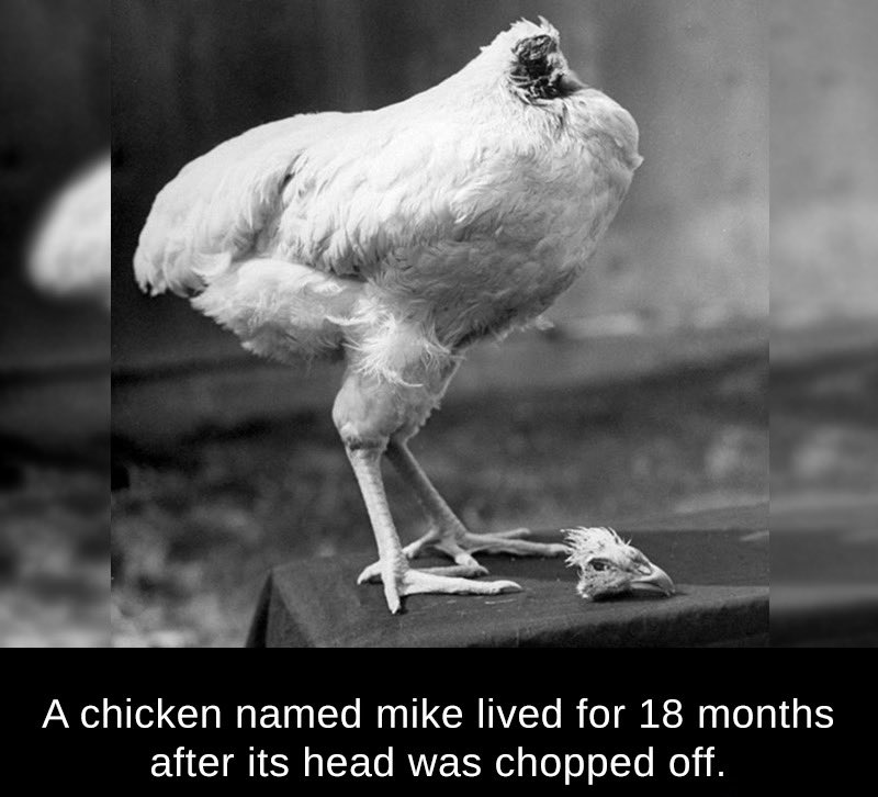 Chicken With Its Head Cut Off Clipart