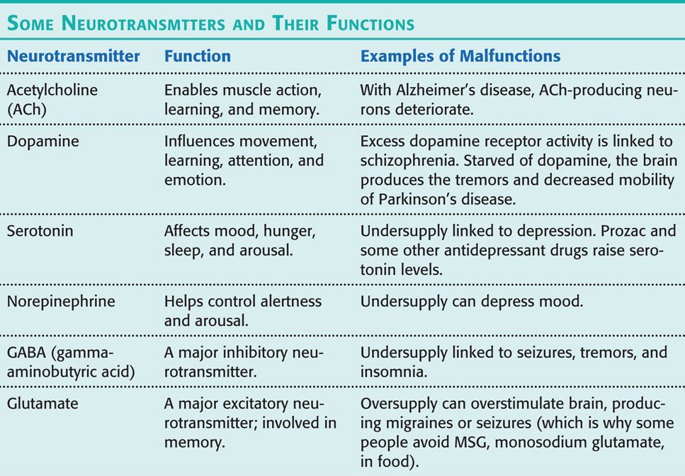 Neurotransmitters And Their Functions