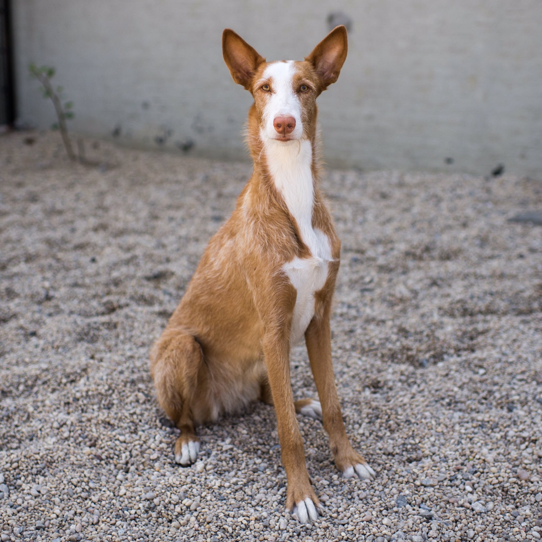 Wirehaired Ibizan Hound