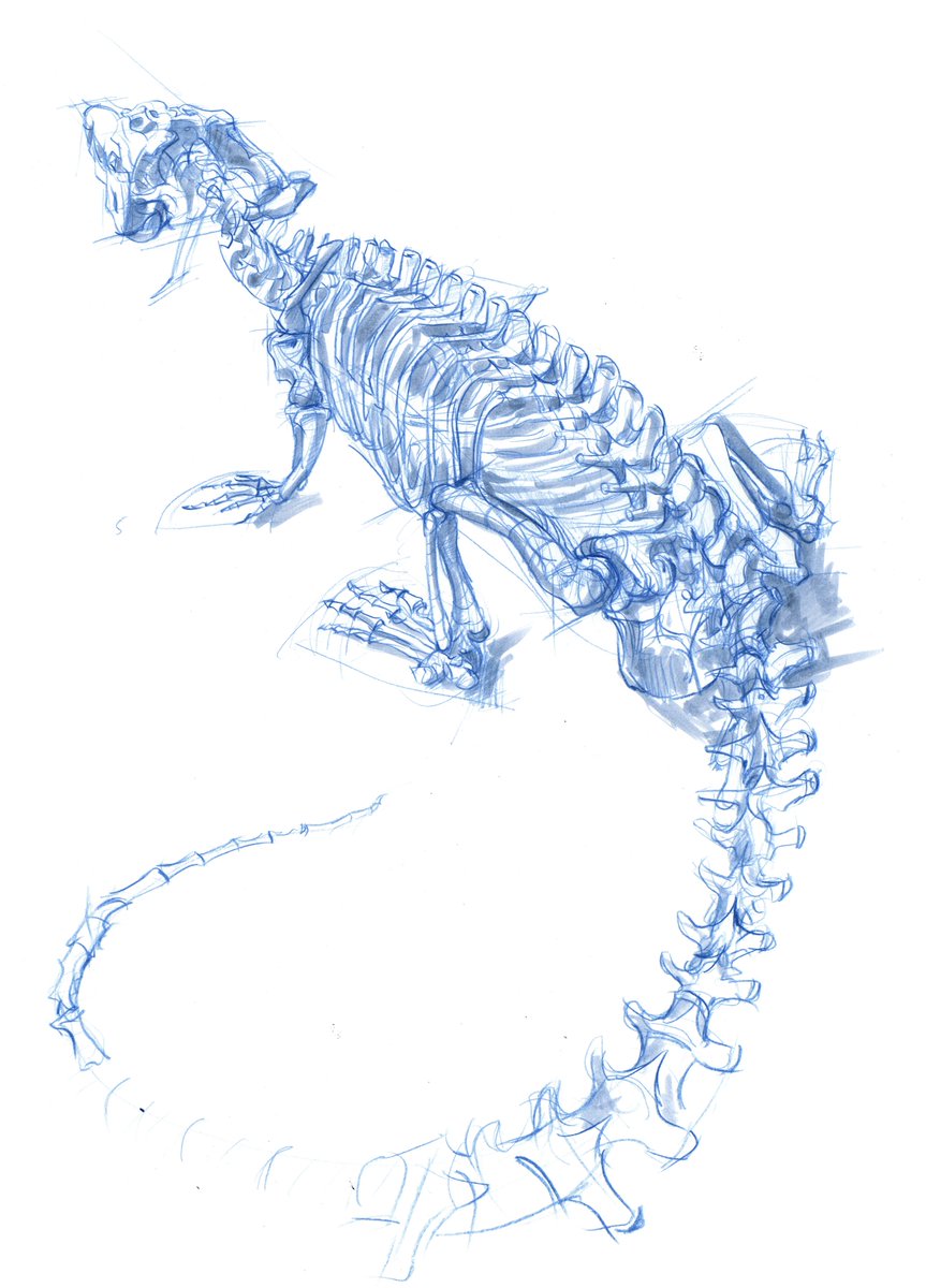 Crocodile Skeleton Drawing