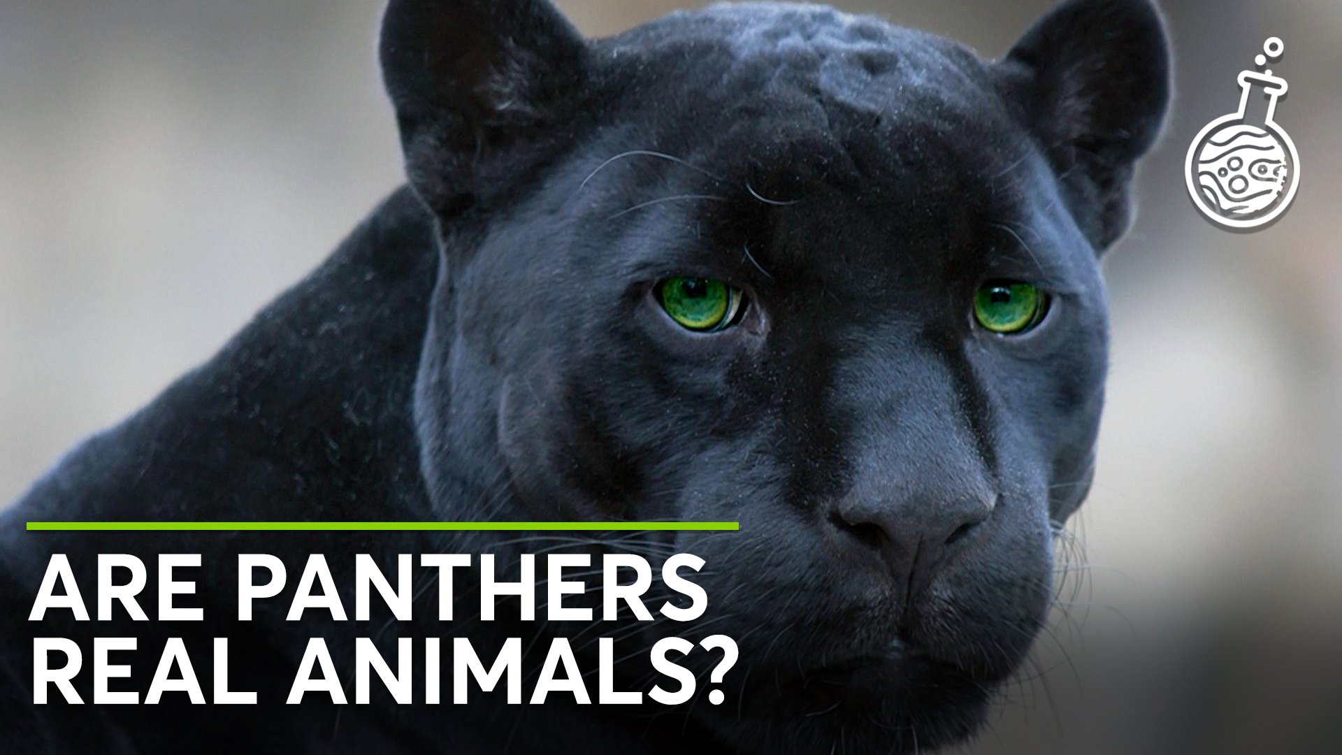 Real Panthers