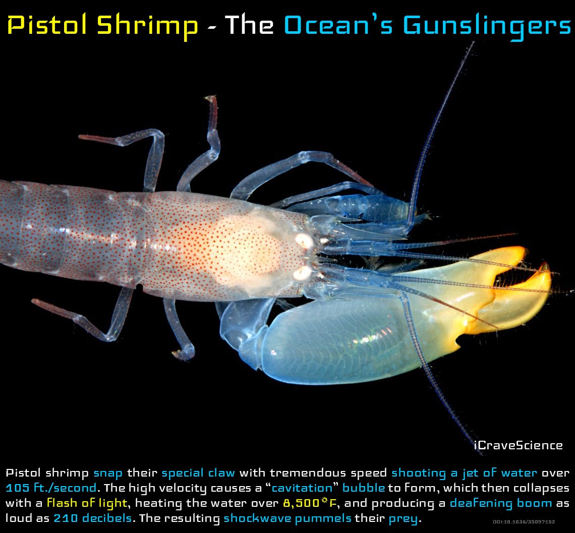 Pistol Shrimp Shooting