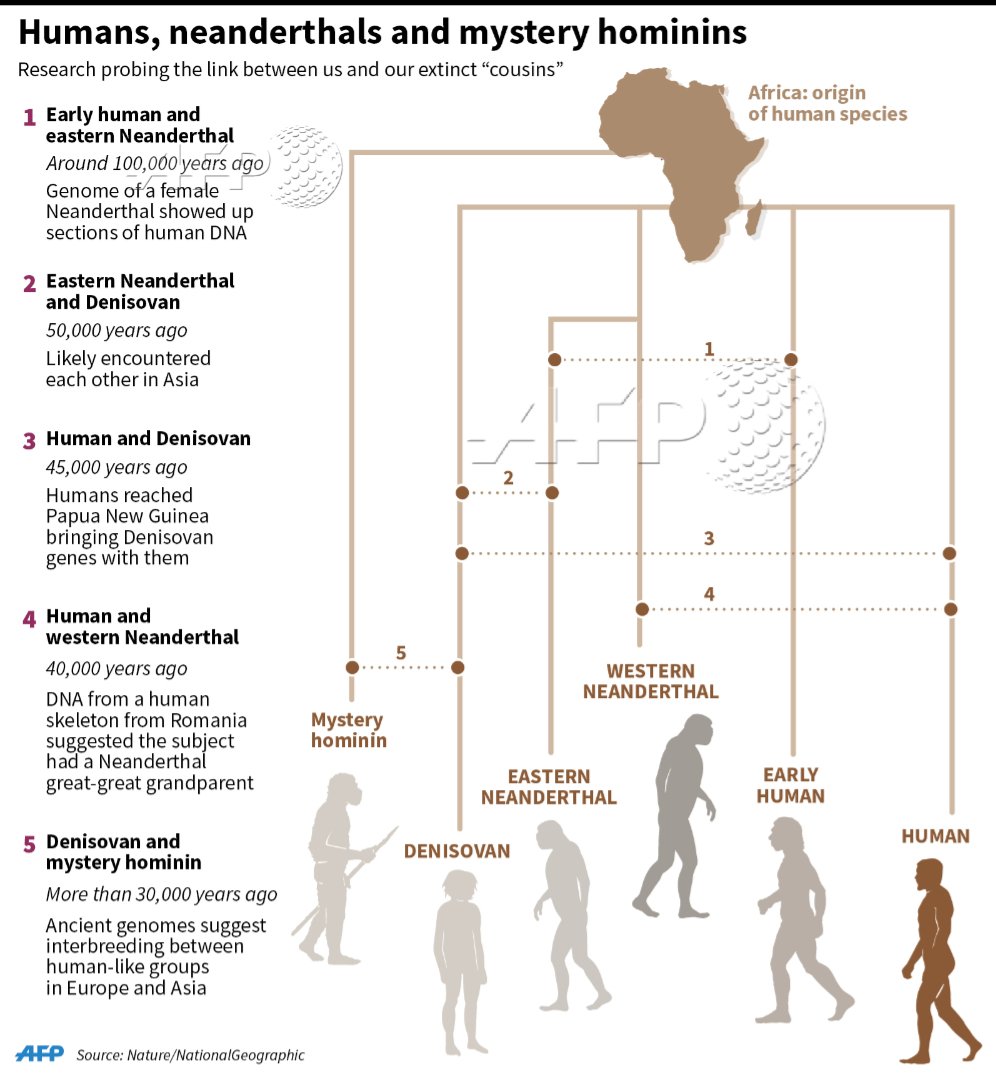 Neanderthals were cannibals, new research finds shows interaction betwNEWSGRAPHICeen like-minded ...