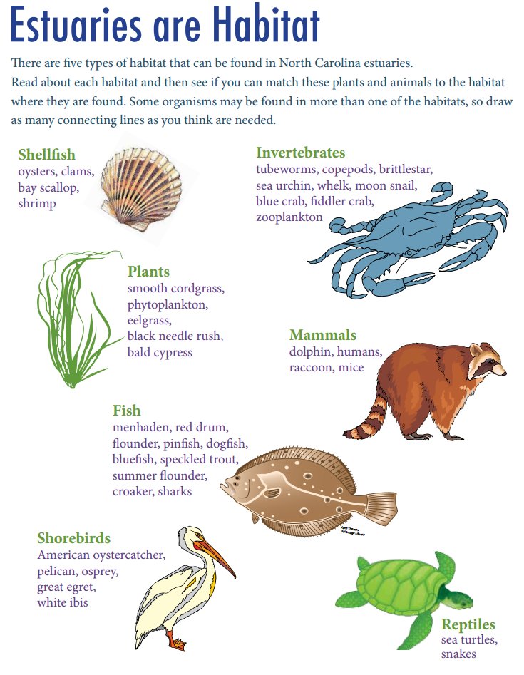 Estuary Animals And Plants