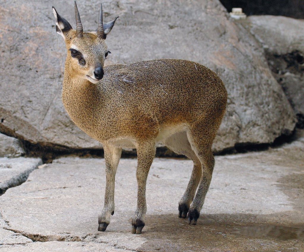 Klipspringer Hooves
