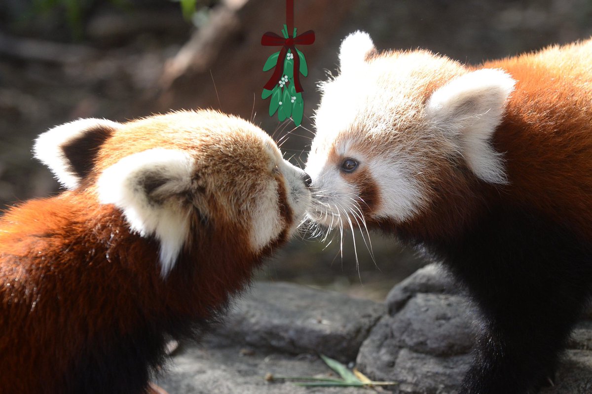 Red Pandas Kissing