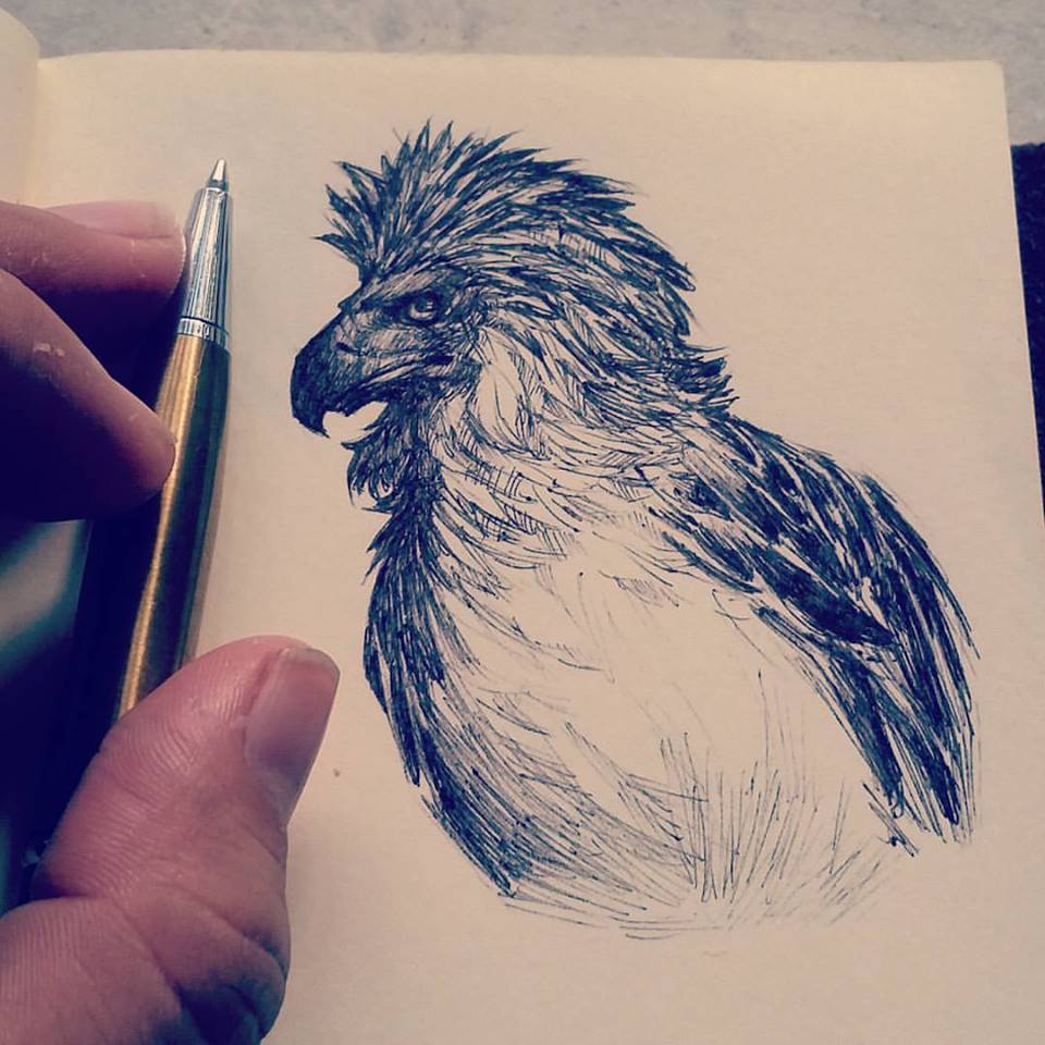 Philippine Eagle Drawing