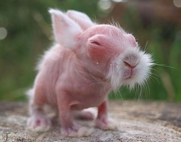 Newborn rabbit looks like a Kung Fu master : r/aww