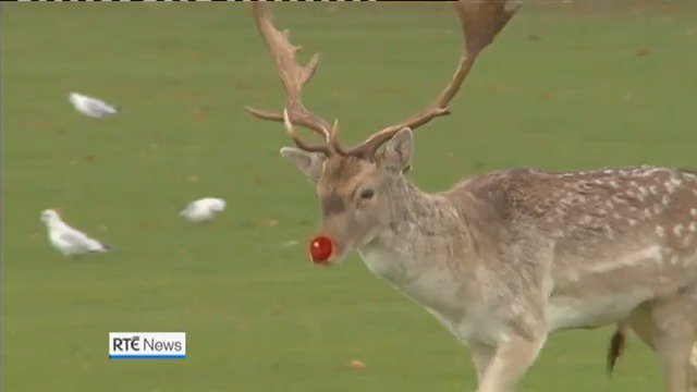 Real Rudolph Sightings