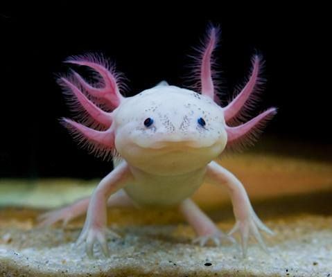 Smiling Lizard Fish