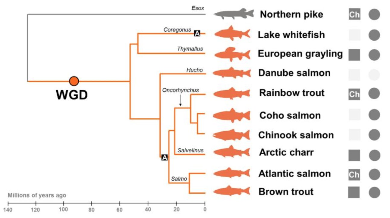 Salmonidae Family Tree