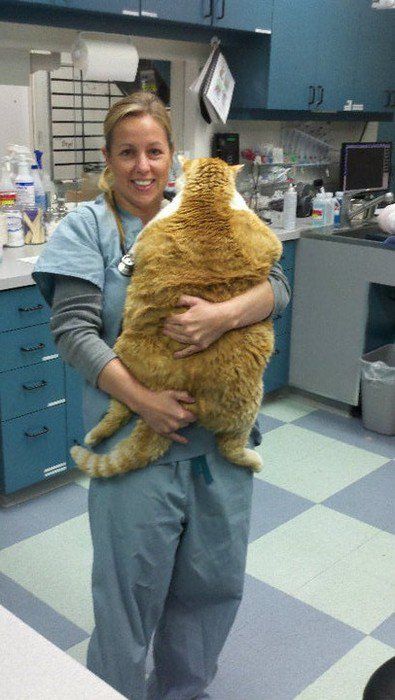 Real Giant Cat